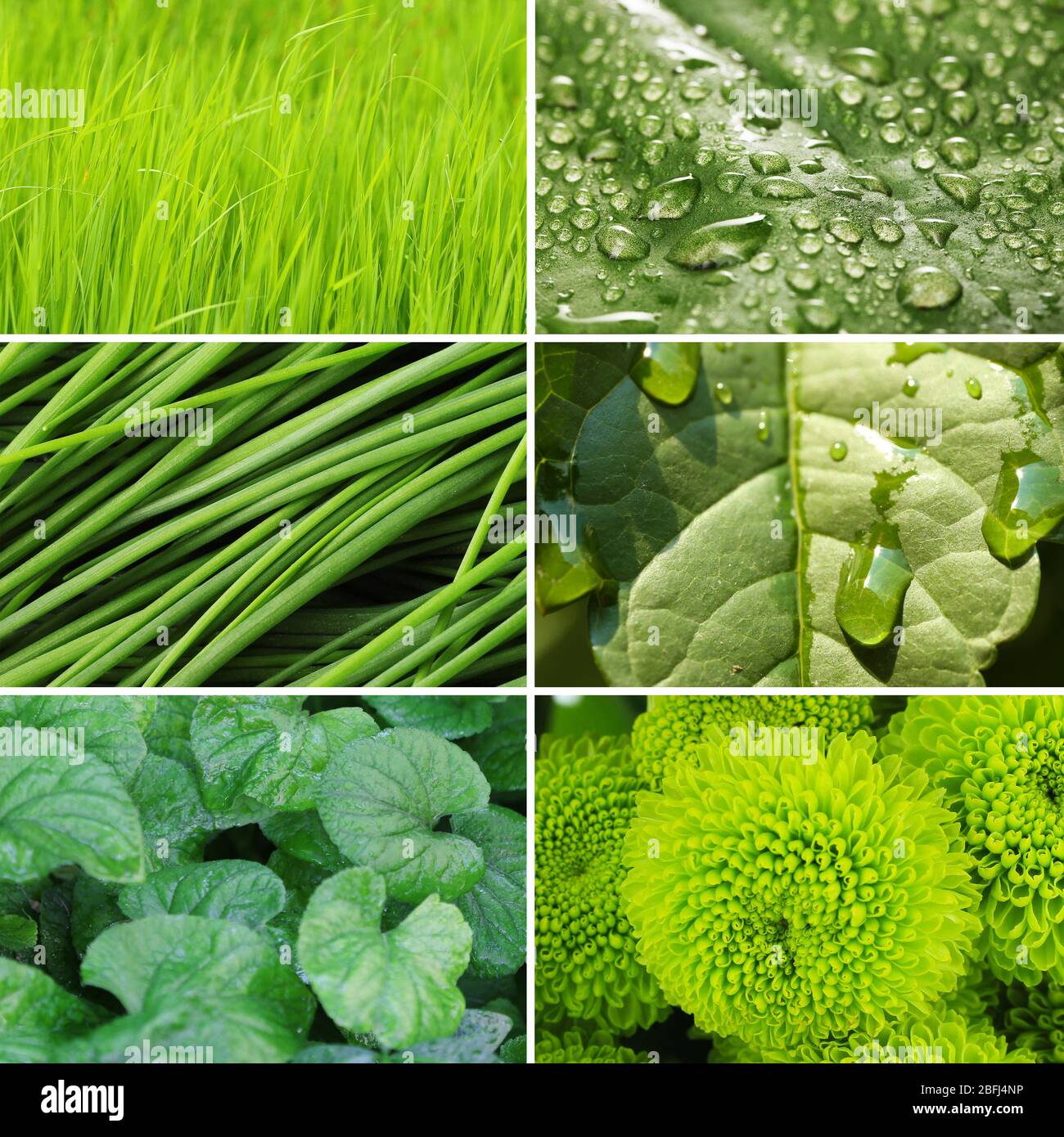 Green color samples collage Stock Photo - Alamy