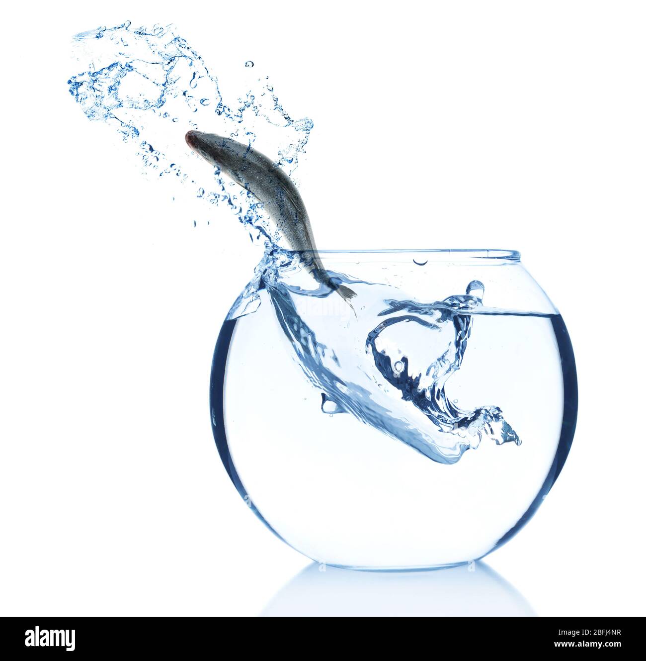 Fish jump out from aquarium isolated on white Stock Photo - Alamy