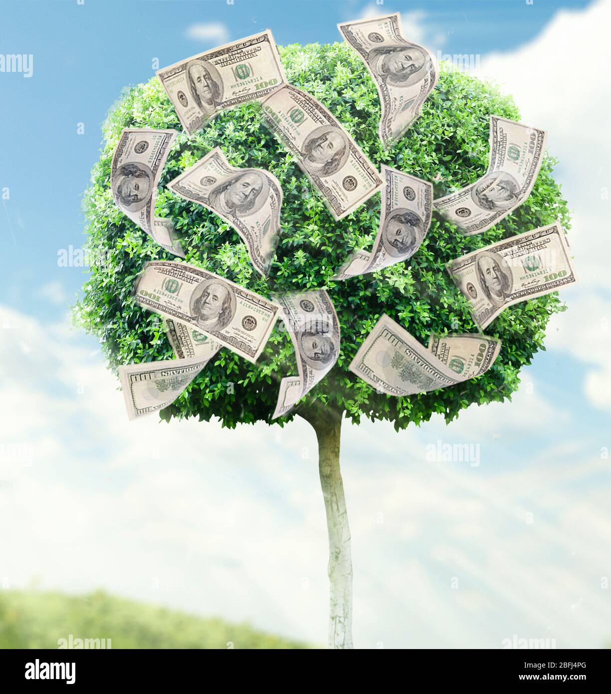 Money tree on natural background Stock Photo - Alamy