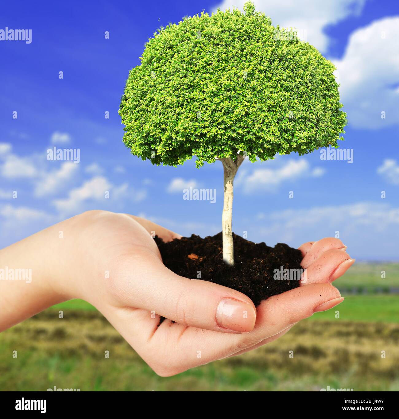 Small tree in hand on nature background Stock Photo - Alamy