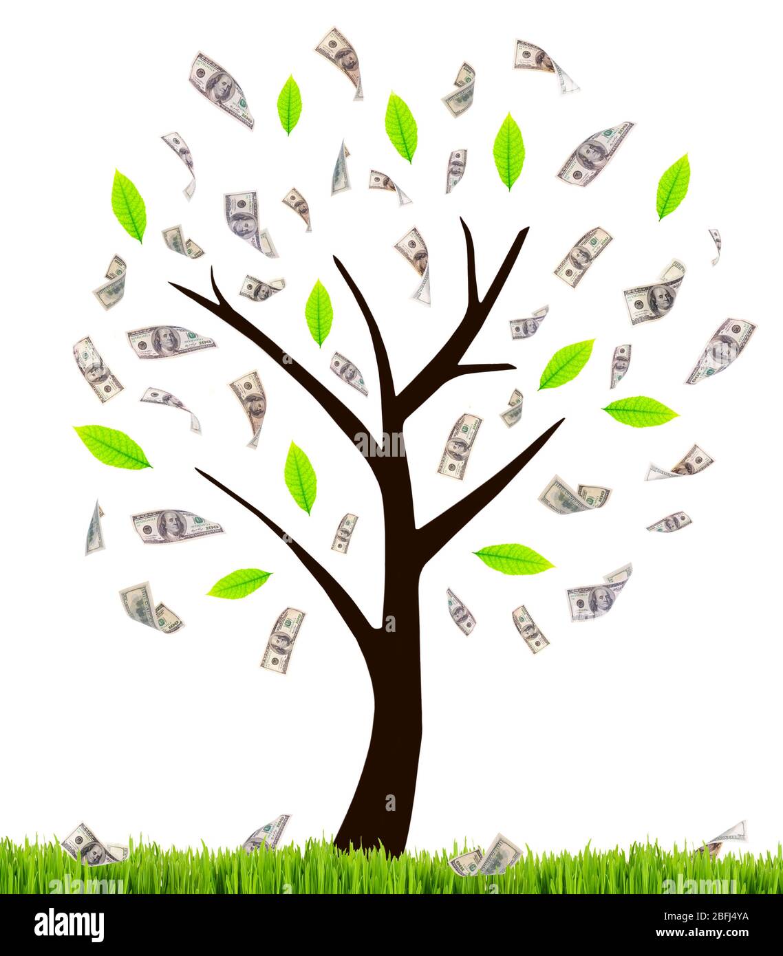 Money tree isolated on white Stock Photo - Alamy