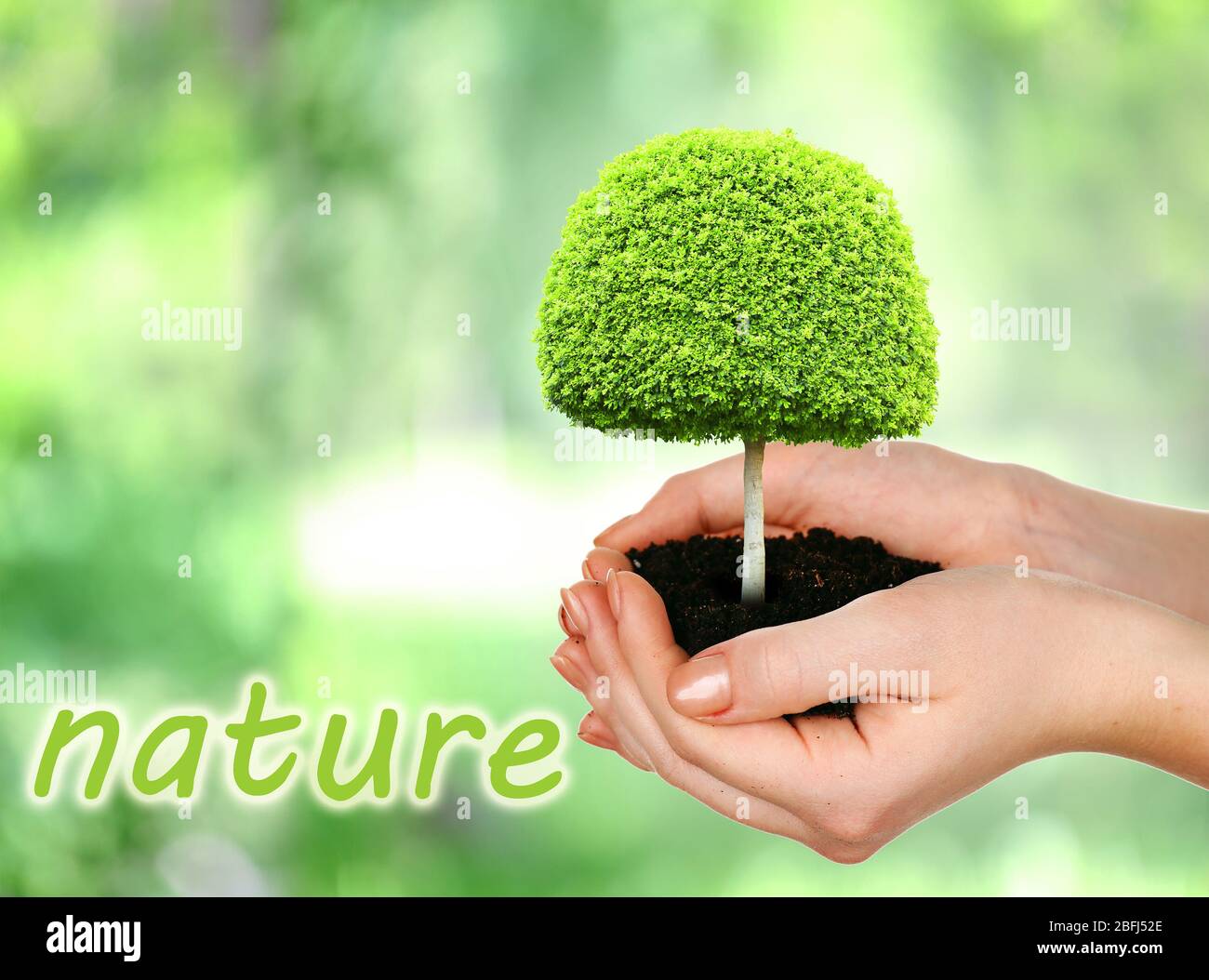 Small tree in hand on nature background Stock Photo - Alamy