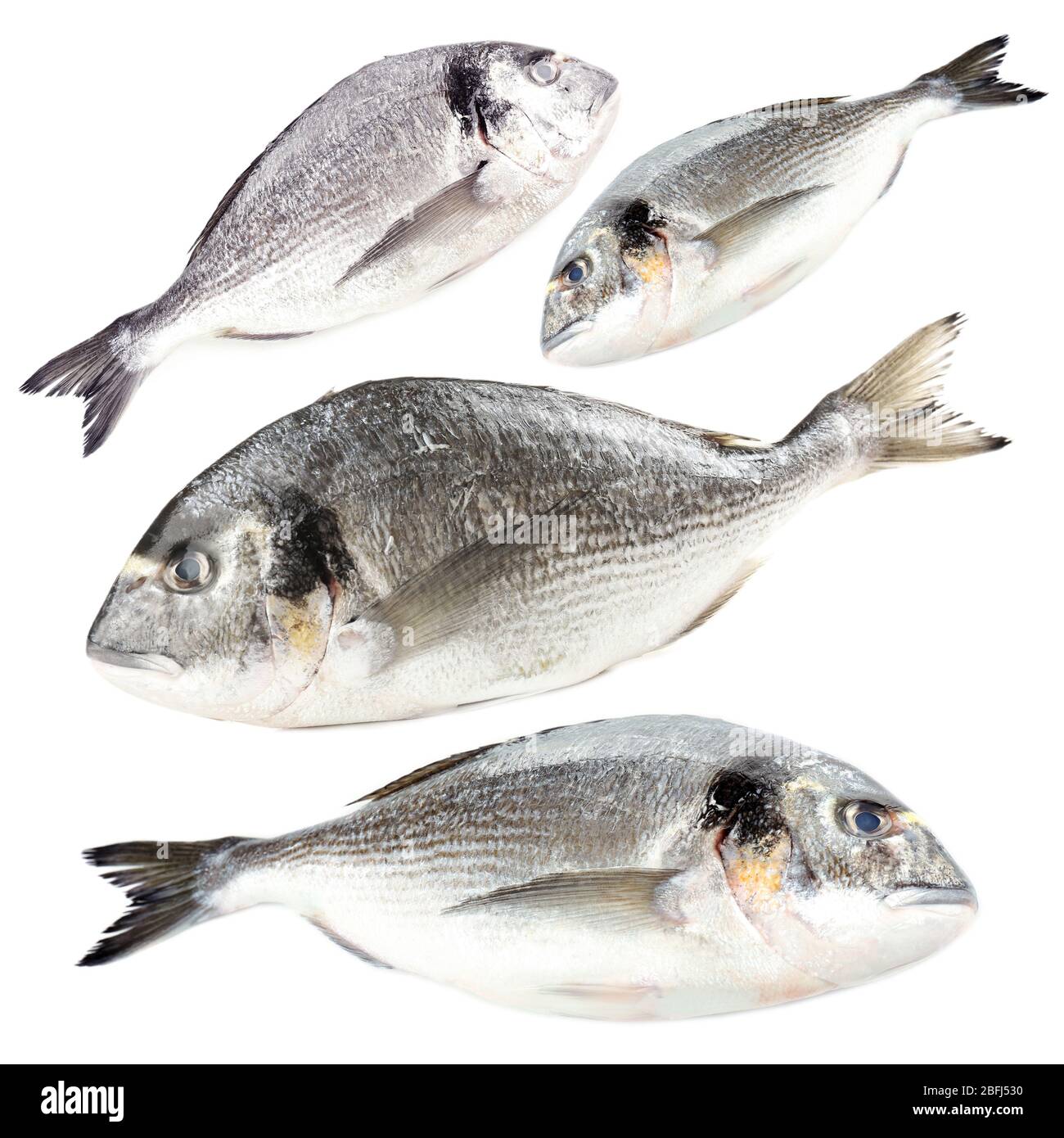 Collage of fresh dorado fish, isolated on white Stock Photo - Alamy