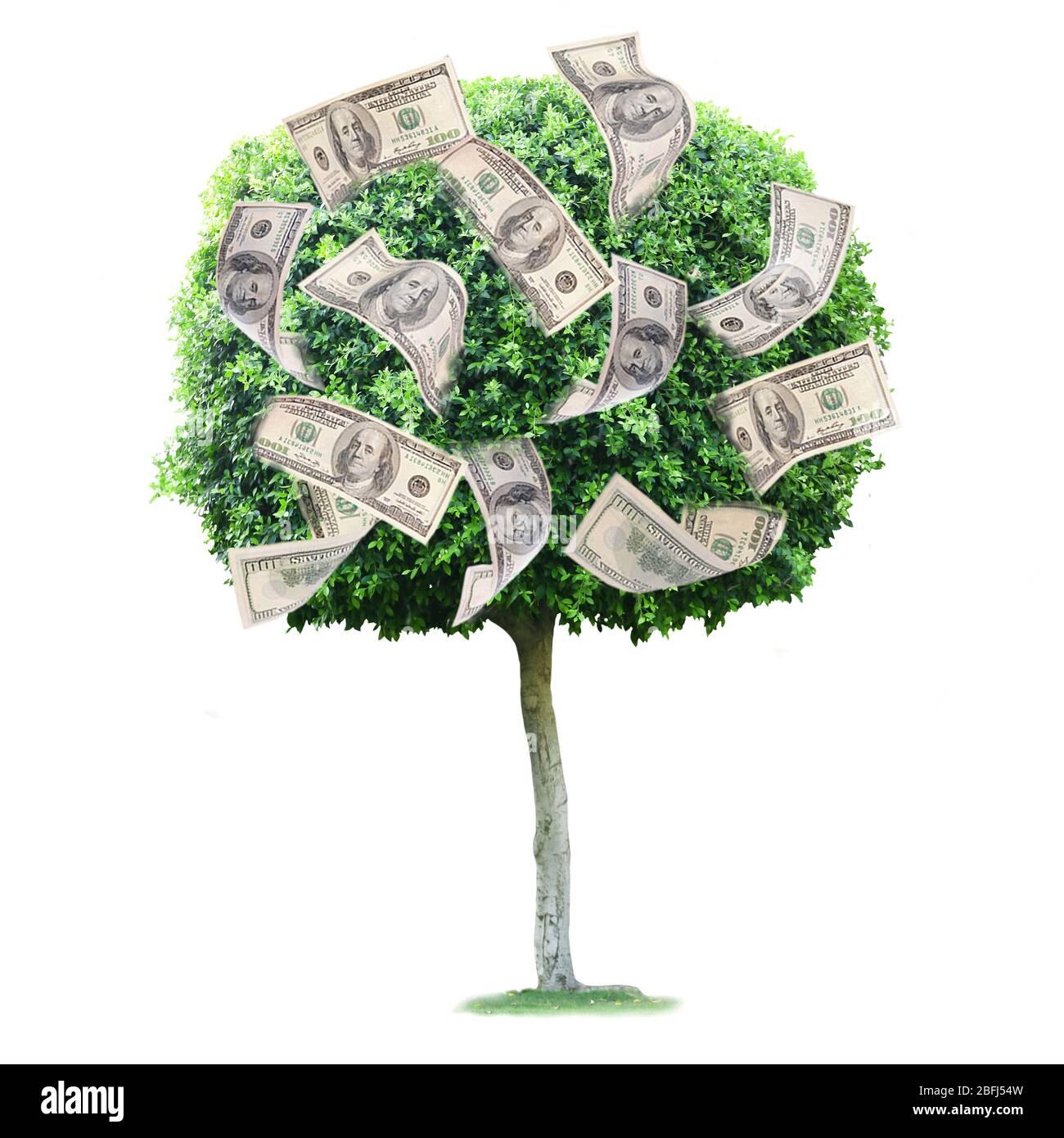 Money tree isolated on white Stock Photo - Alamy
