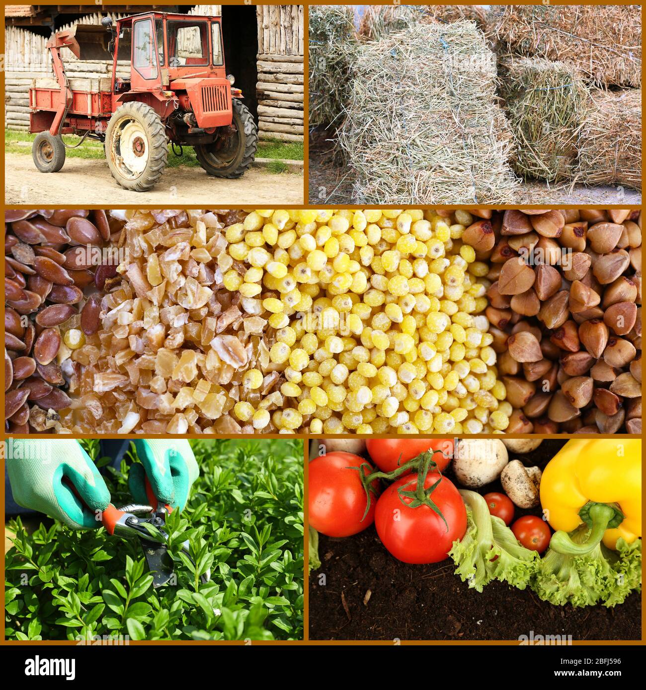 Agriculture collage hi-res stock photography and images - Alamy