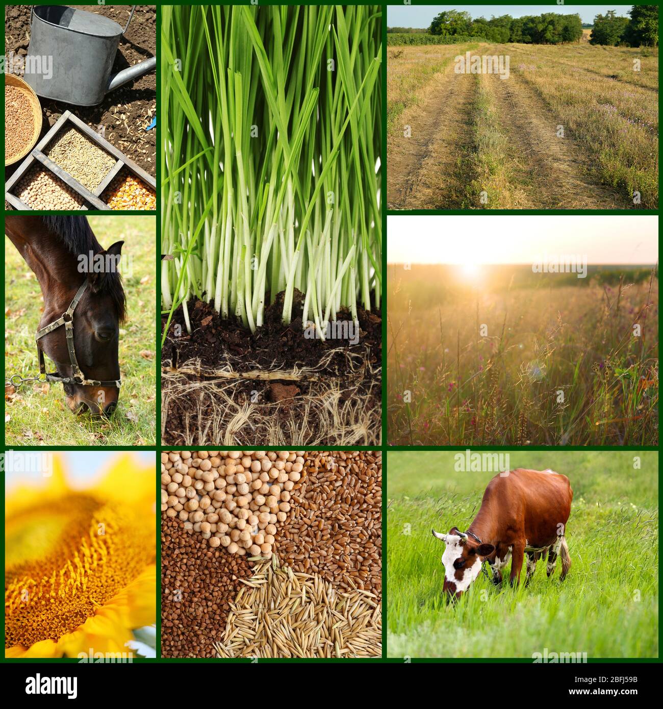 Agriculture collage hi-res stock photography and images - Alamy