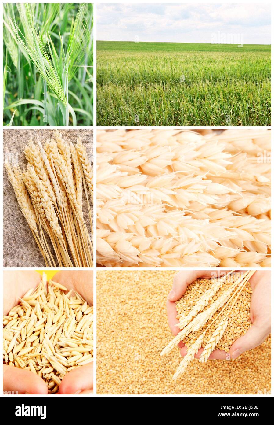 Wheat grain and ears collage Stock Photo - Alamy