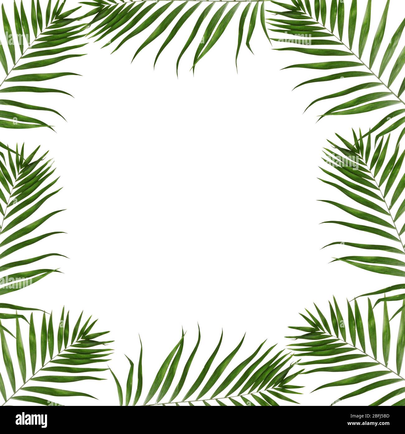 Beautiful palm leaves shaped as frame with space for your text Stock ...