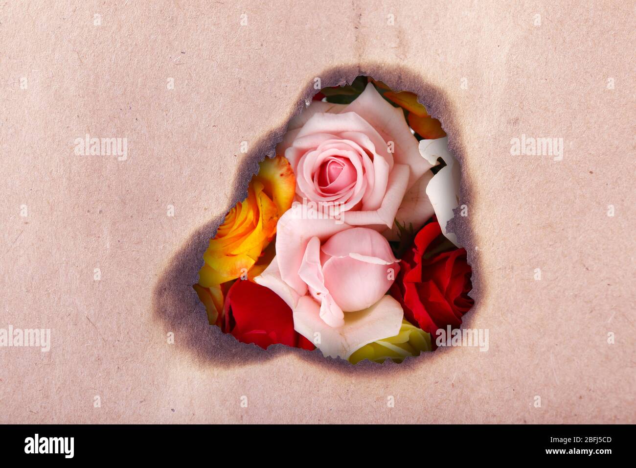 Beautiful roses through hole in craft paper Stock Photo - Alamy