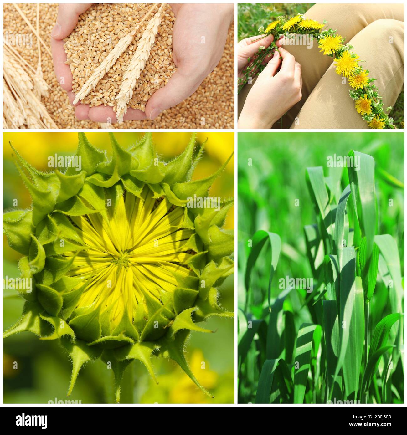 Agriculture collage Cut Out Stock Images & Pictures - Alamy