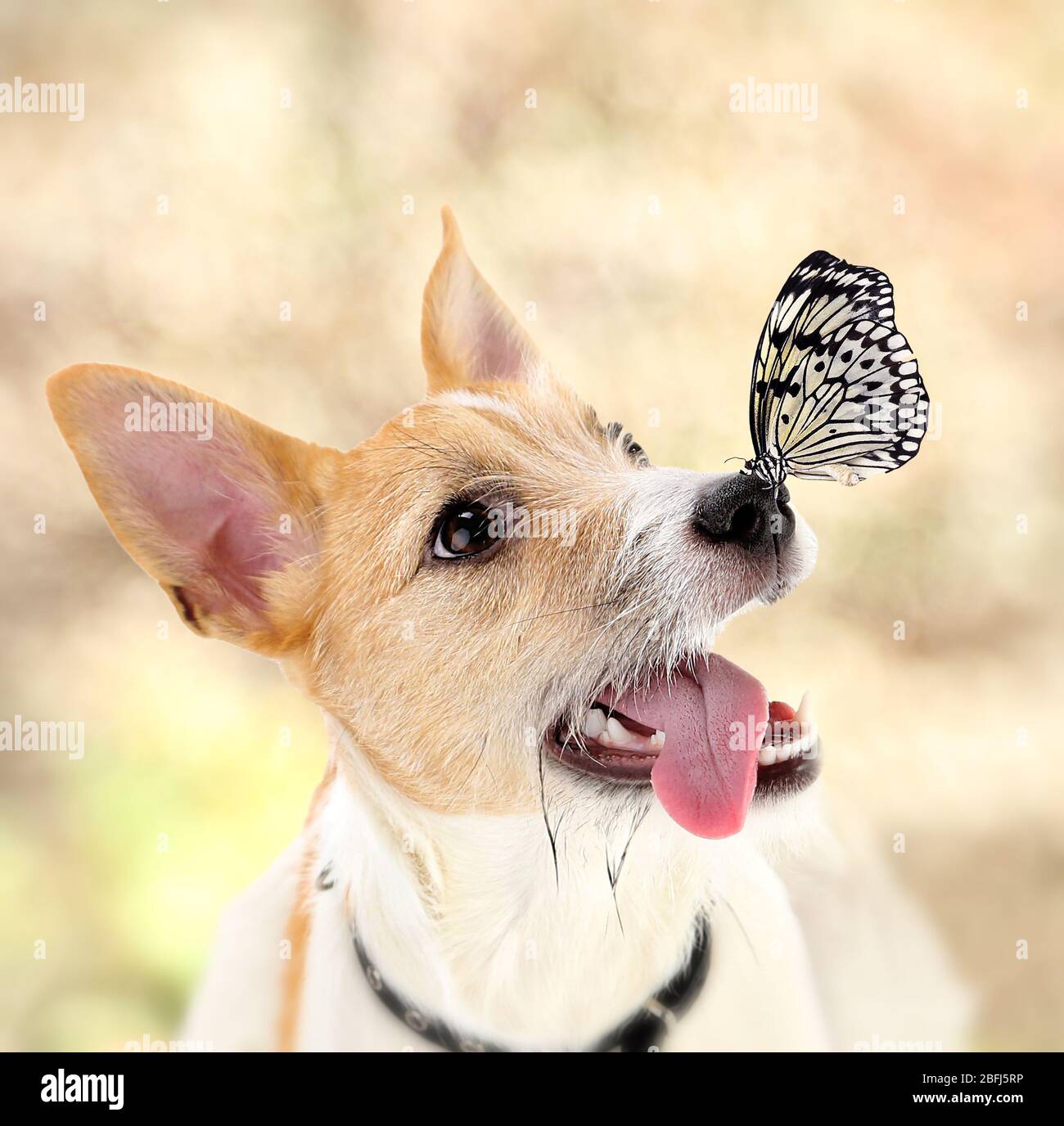 What Is A Butterfly Nose On A Dog