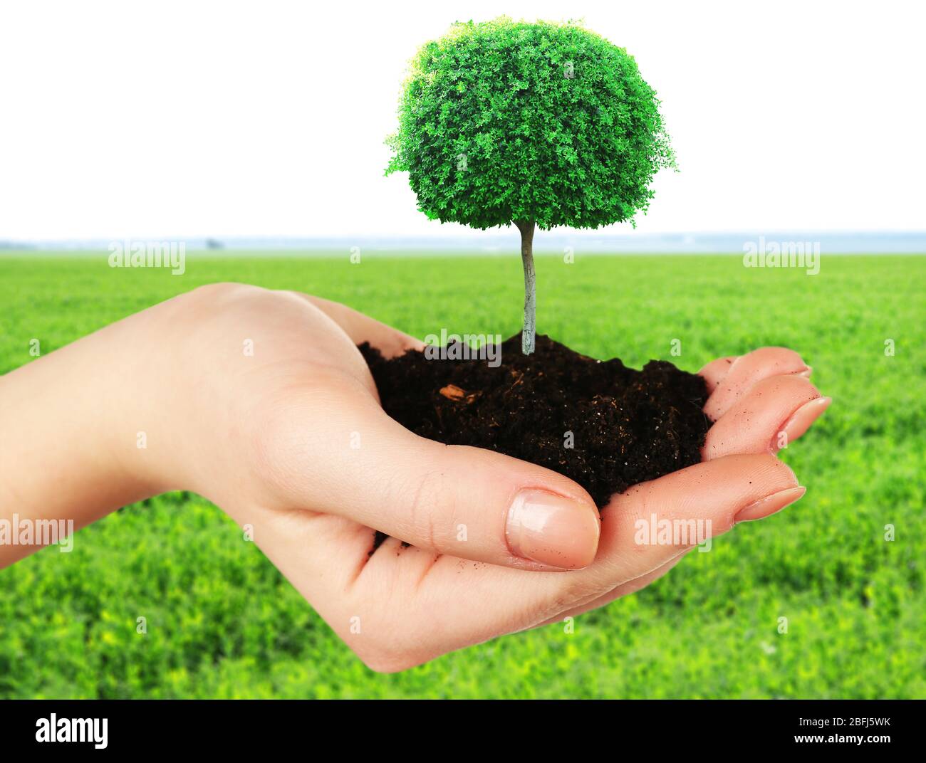 Small tree in hand on nature background Stock Photo - Alamy