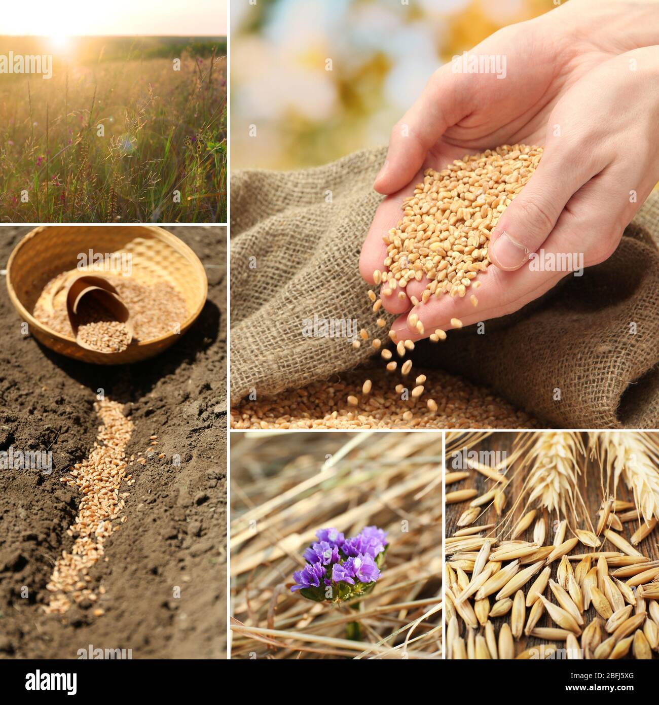 Collage hay hi-res stock photography and images - Alamy