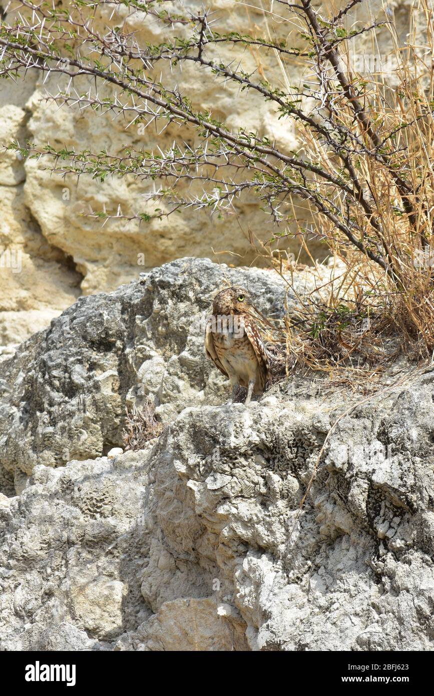A burrowing with his head swiveled to the side Stock Photo - Alamy