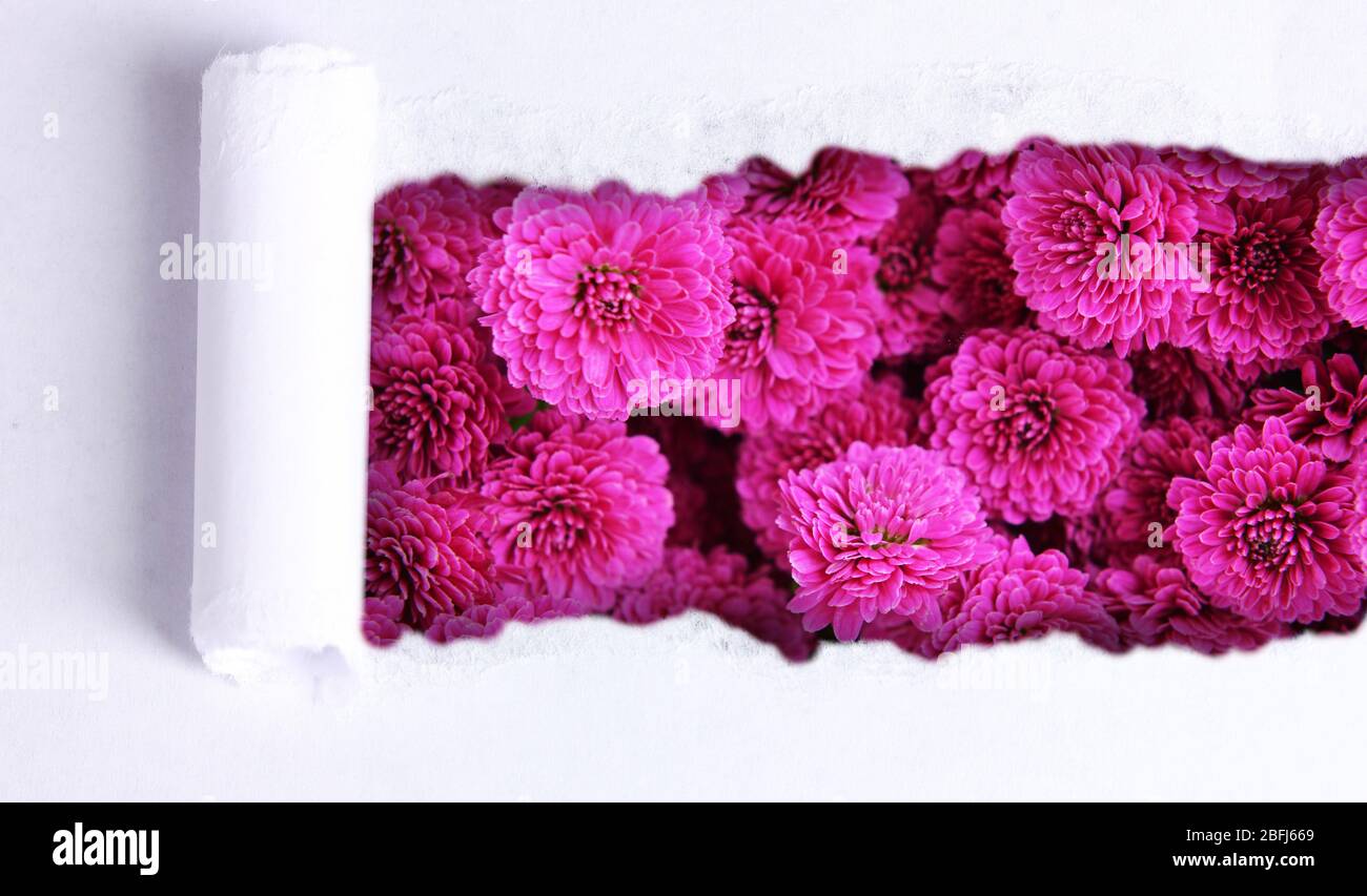 Beautiful flowers through white torn paper Stock Photo - Alamy
