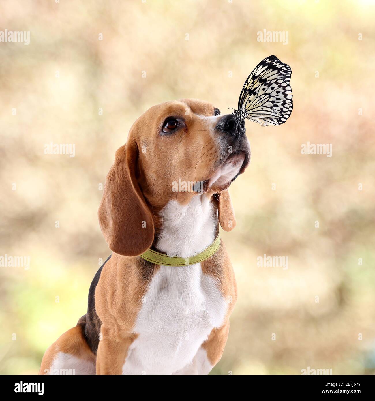 Colorful butterfly sitting on dog's nose on autumn background Stock ...