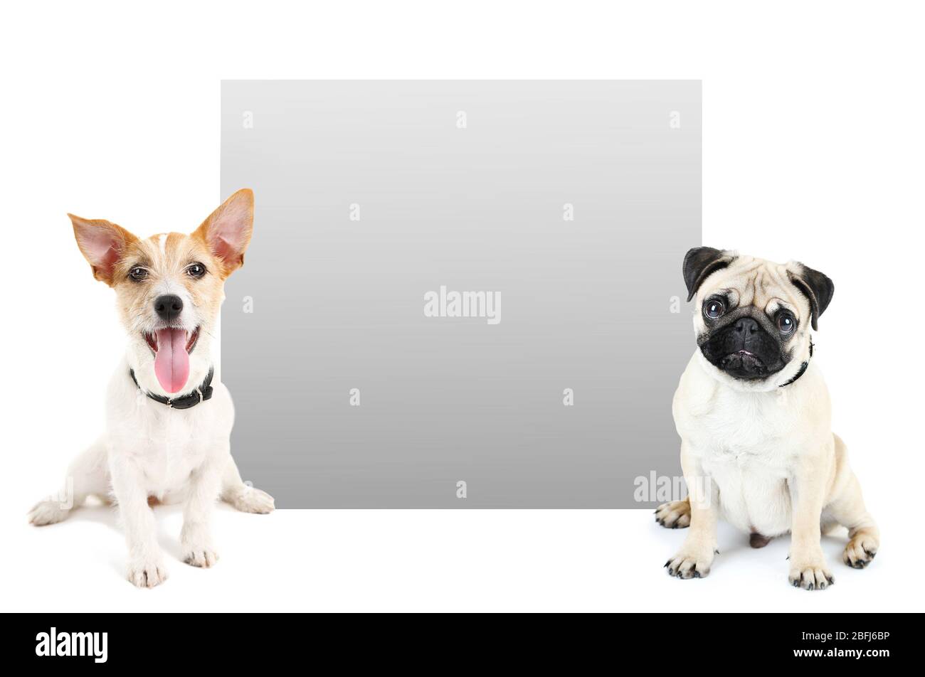 Cute dogs with frame for text isolated on white Stock Photo - Alamy