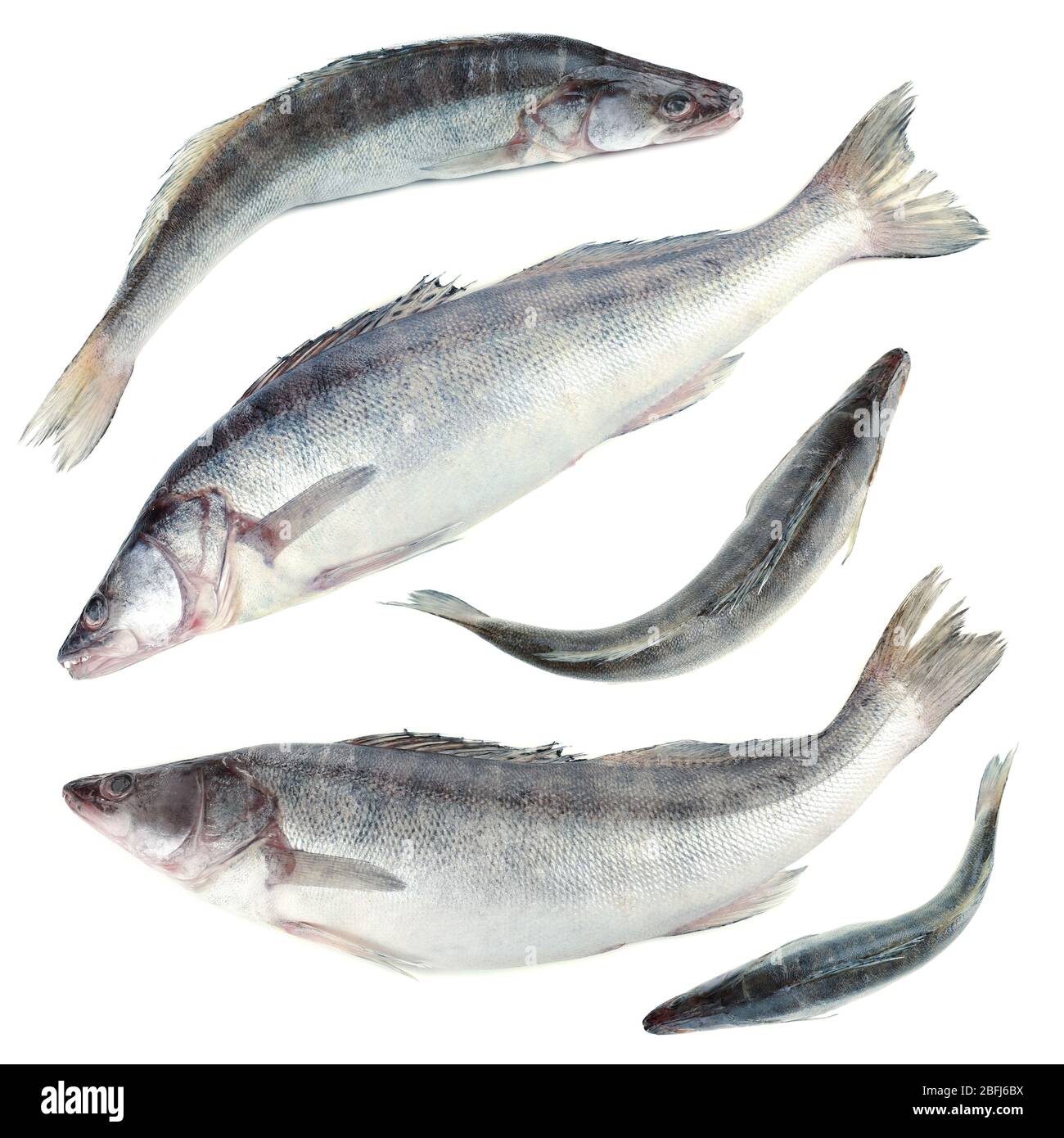 Collage of fresh fish, isolated on white Stock Photo - Alamy
