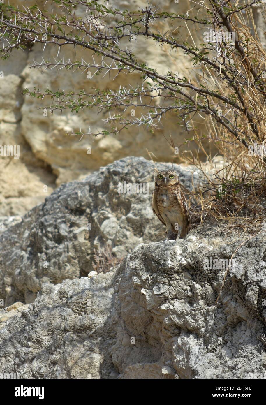 Burrowing owl blending into his surroundings in Aruba Stock Photo - Alamy