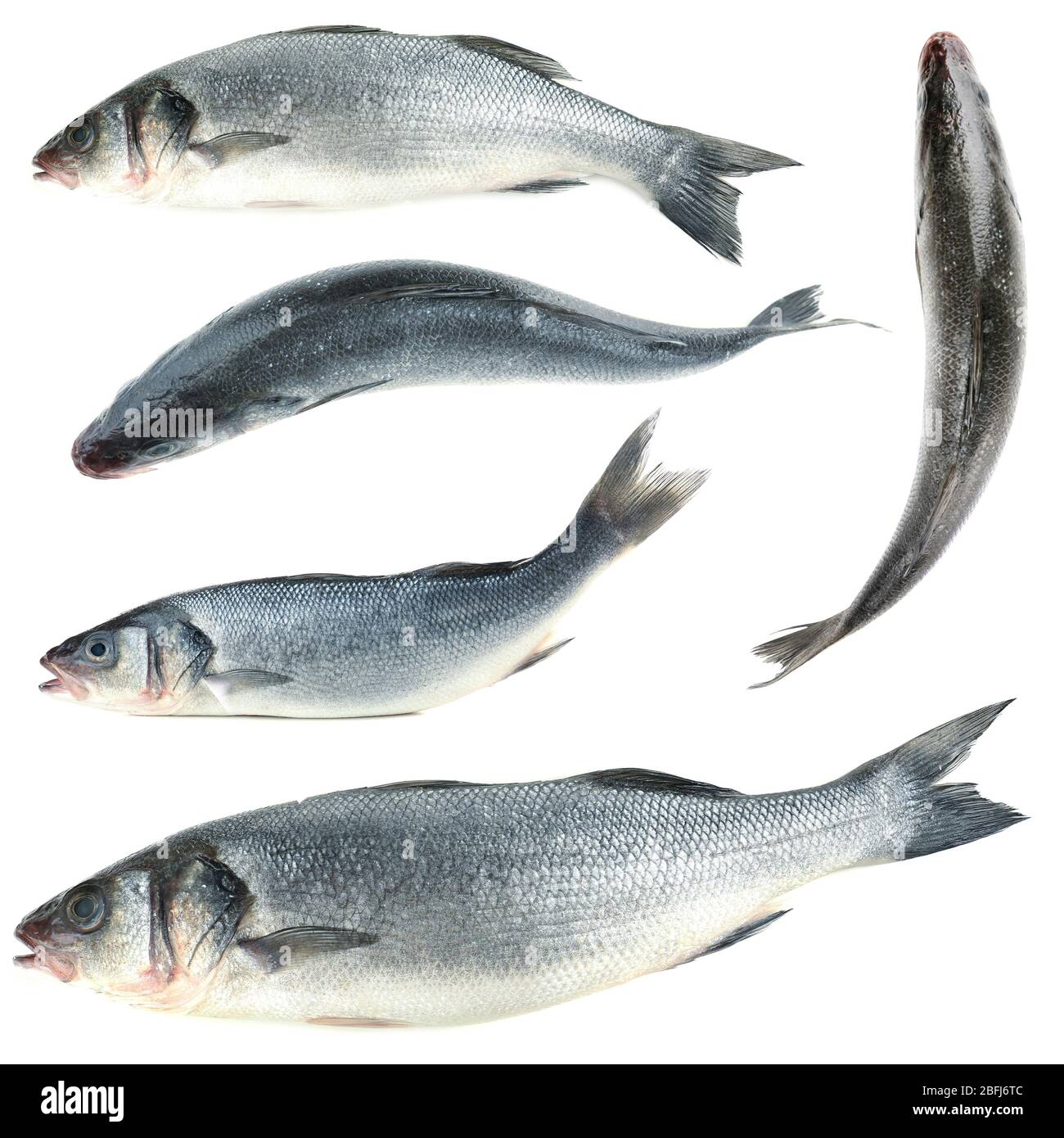 Collage of fresh fishes, isolated on white Stock Photo - Alamy