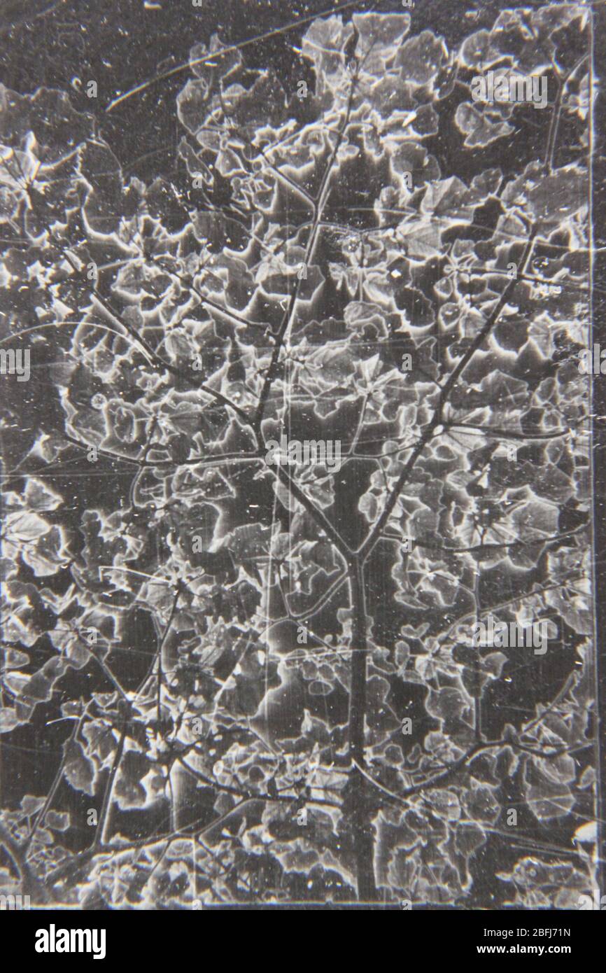 Fine 70s vintage black and white extreme photography of leaves rustling ...