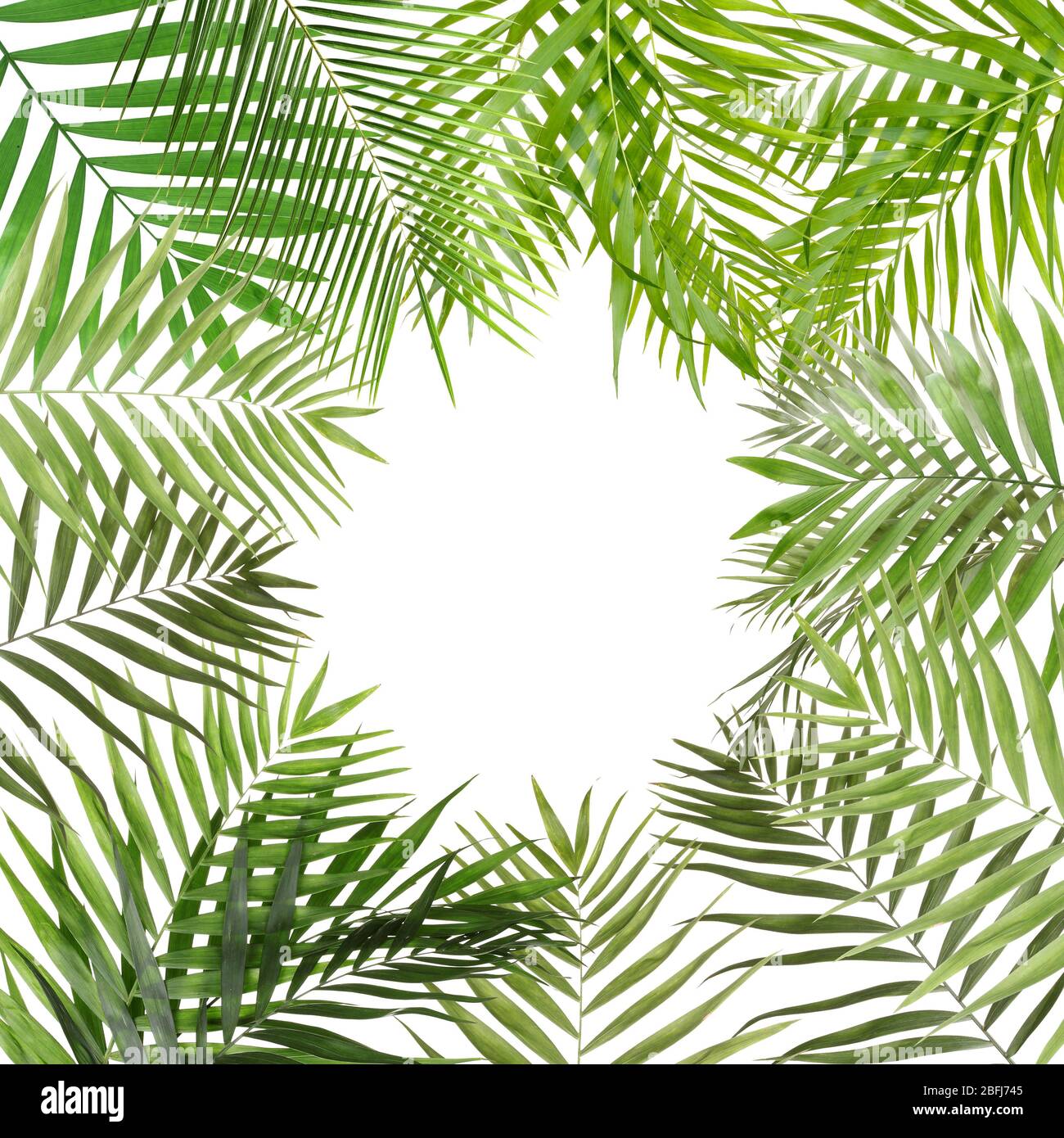 Beautiful palm leaves shaped as frame with space for your text Stock ...
