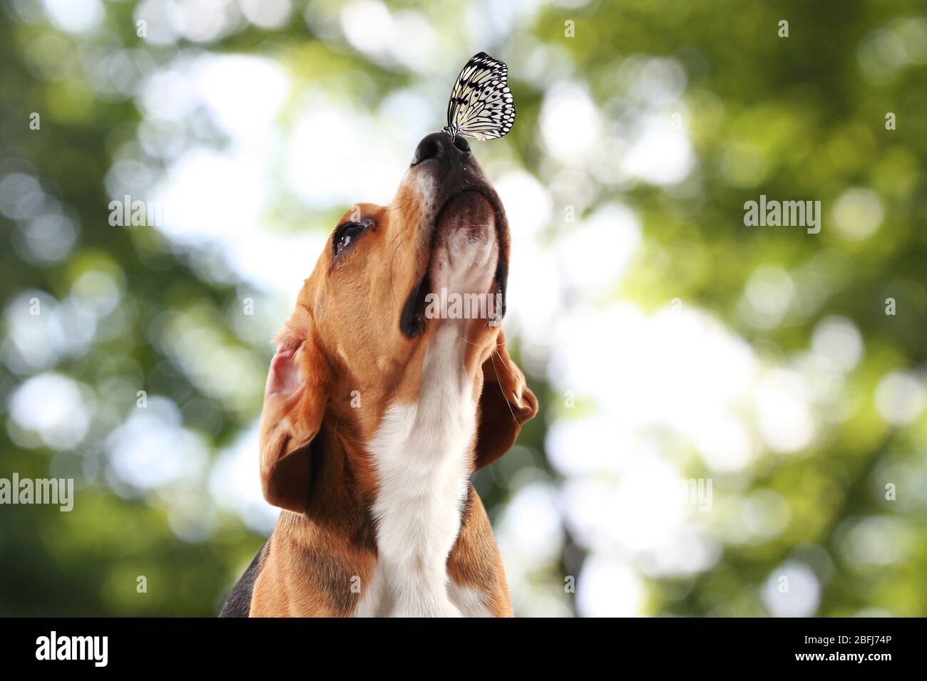 Colorful butterfly sitting on dog's nose on bright green background ...