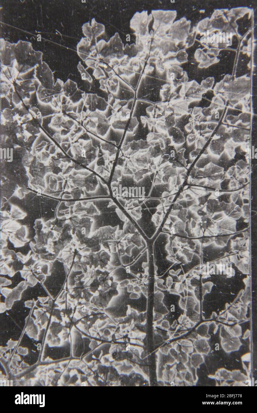 Fine 70s vintage black and white extreme photography of leaves rustling ...