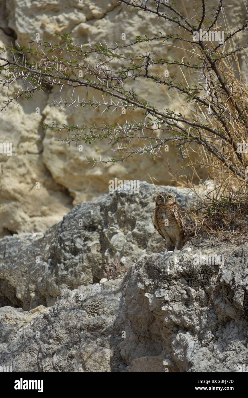 Desert with a burrowing owl on a rock under a thorny bush Stock Photo ...