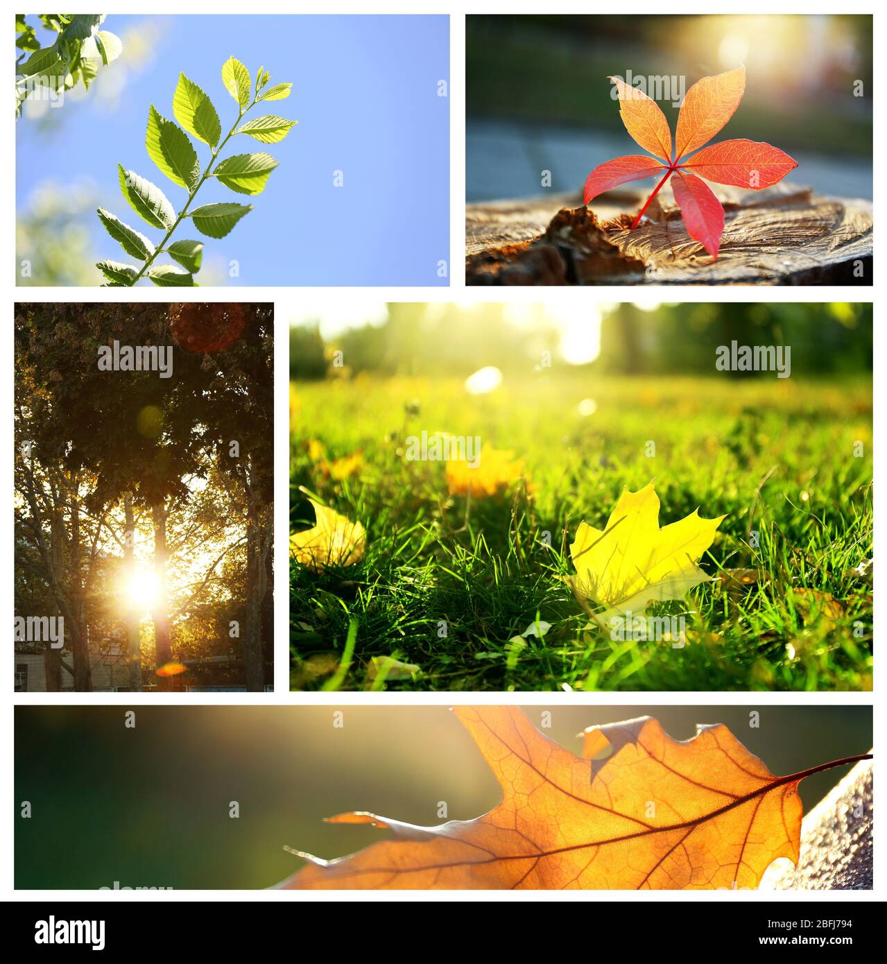 Beautiful nature collage Stock Photo - Alamy