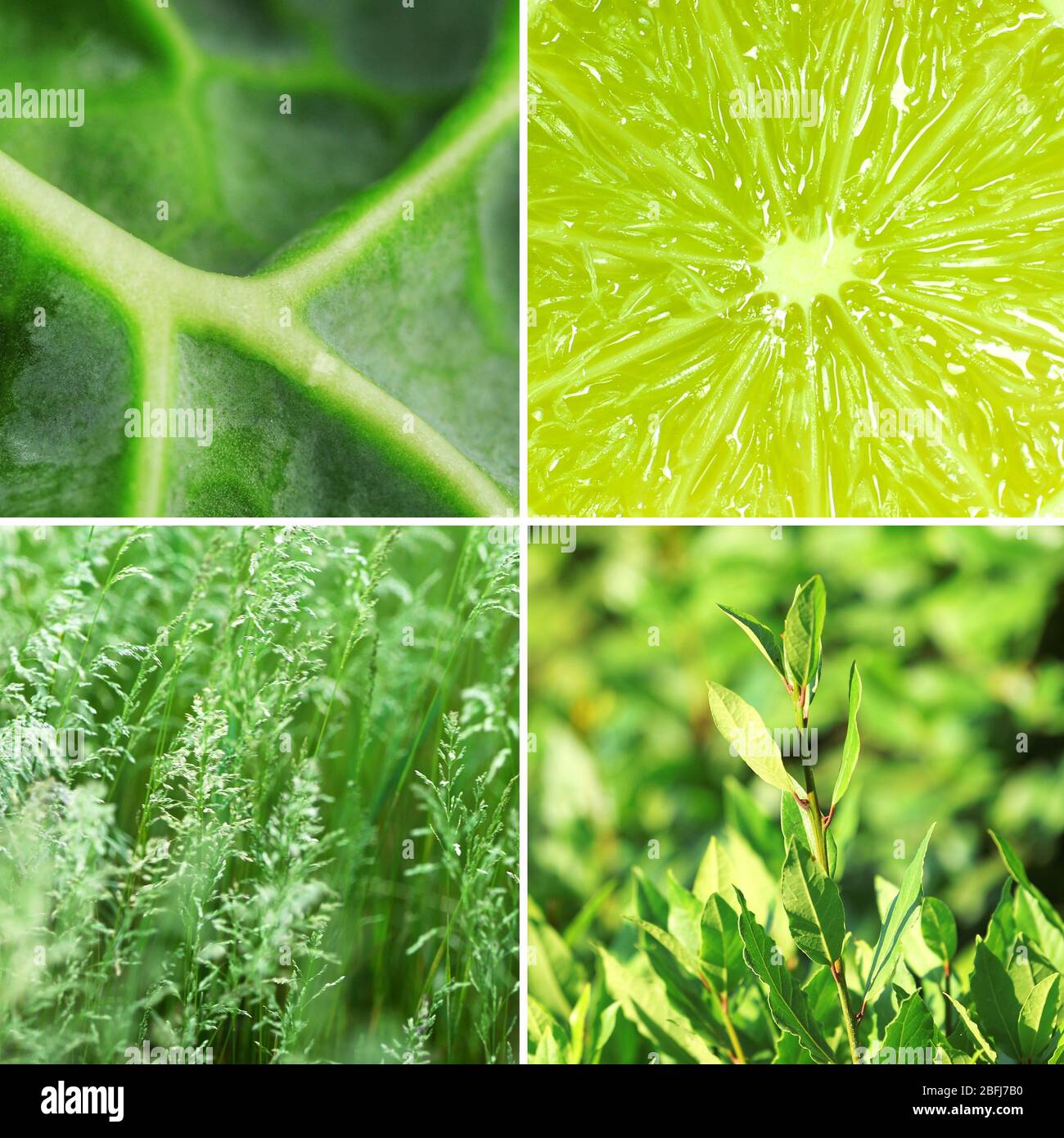 Green color samples collage Stock Photo - Alamy