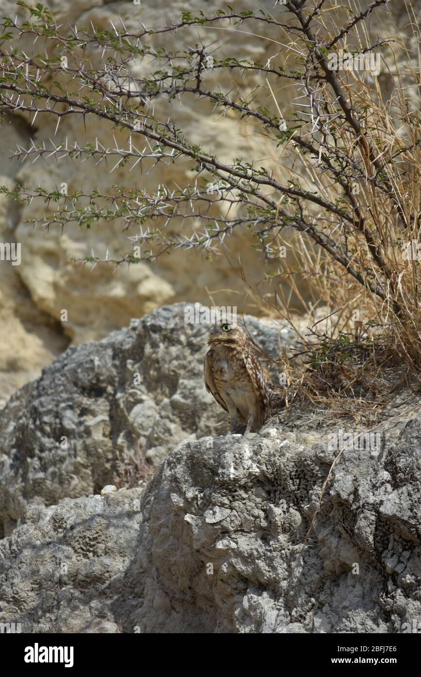 Burrowing owl poised on an outcropping of lava rock in Aruba Stock ...