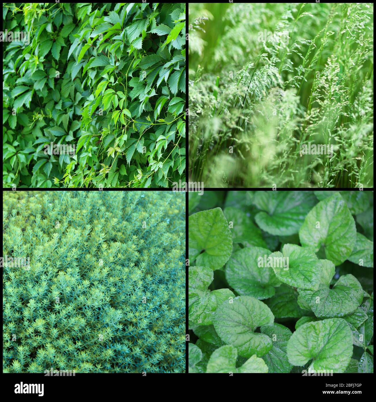 Green plants samples collage Stock Photo - Alamy
