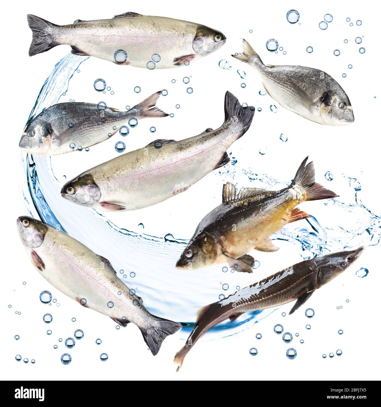 Collage of fresh fishes Stock Photo - Alamy
