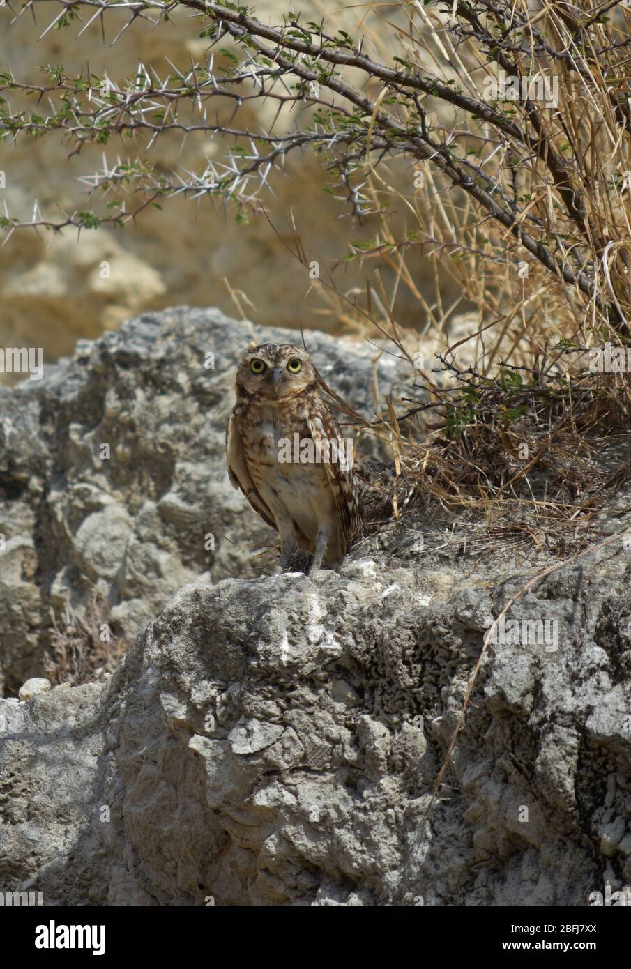 Terrific view of a burrowing owl in Aruba Stock Photo - Alamy
