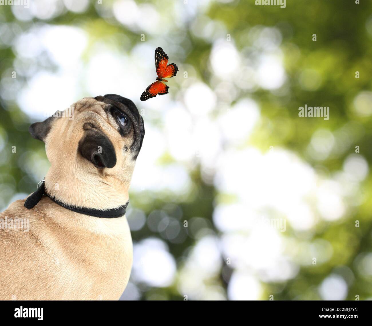 Colorful butterfly sitting on dog's nose on bright green background ...