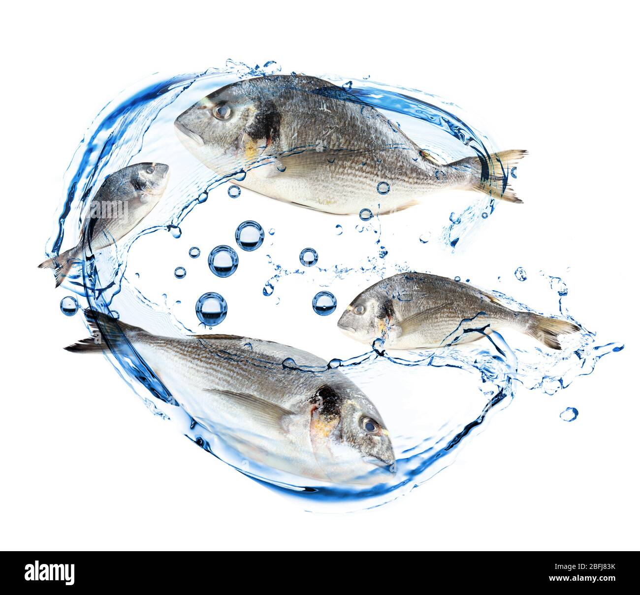 Collage of fresh fishes, isolated on white Stock Photo - Alamy