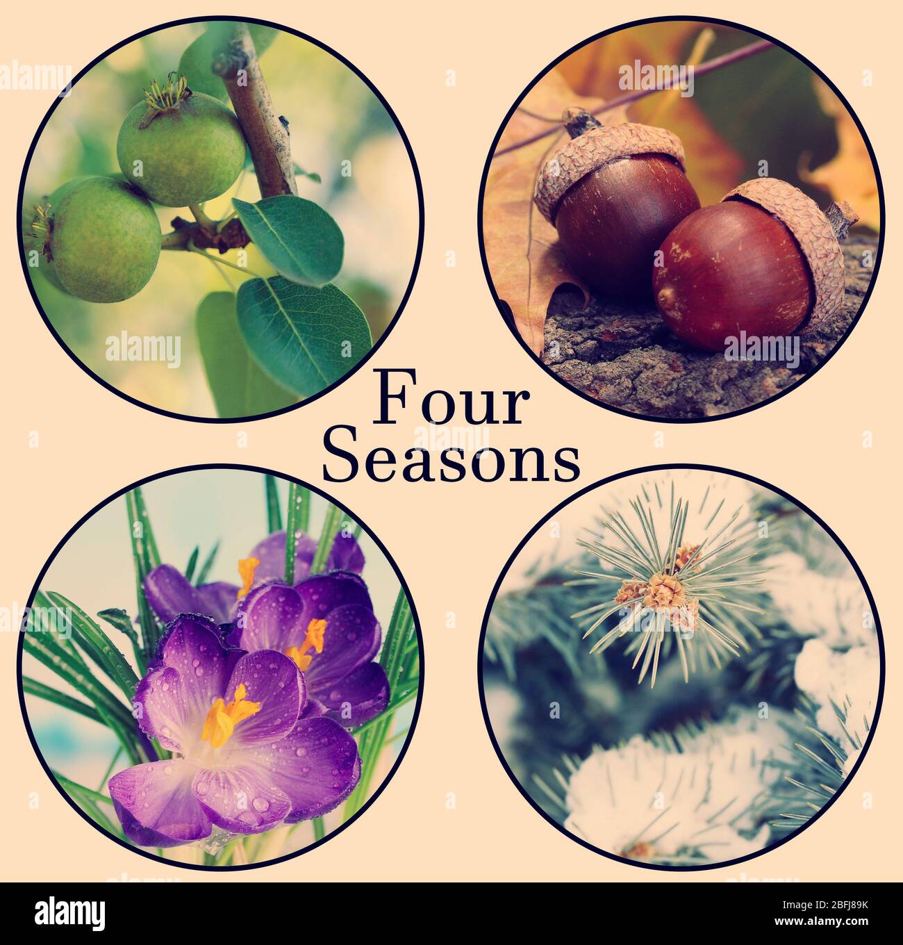 Four seasons collage: winter, spring, summer, autumn, and space for ...