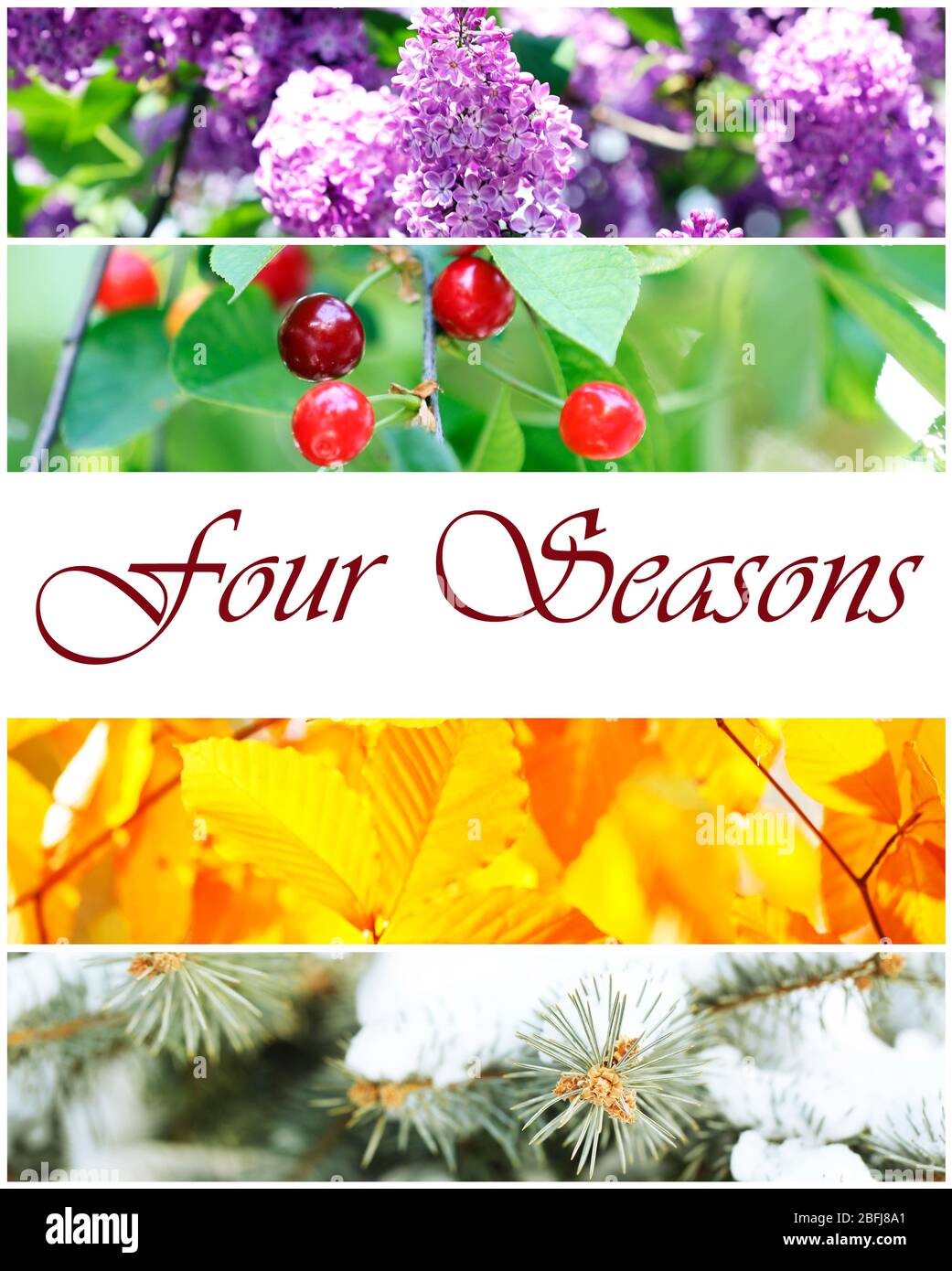 Cherry Tree Spring Summer Autumn Winter High Resolution Stock ...