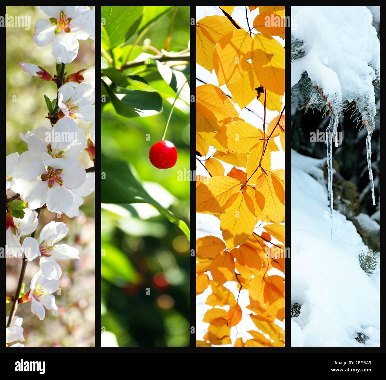 Four seasons collage: winter, spring, summer, autumn Stock Photo - Alamy