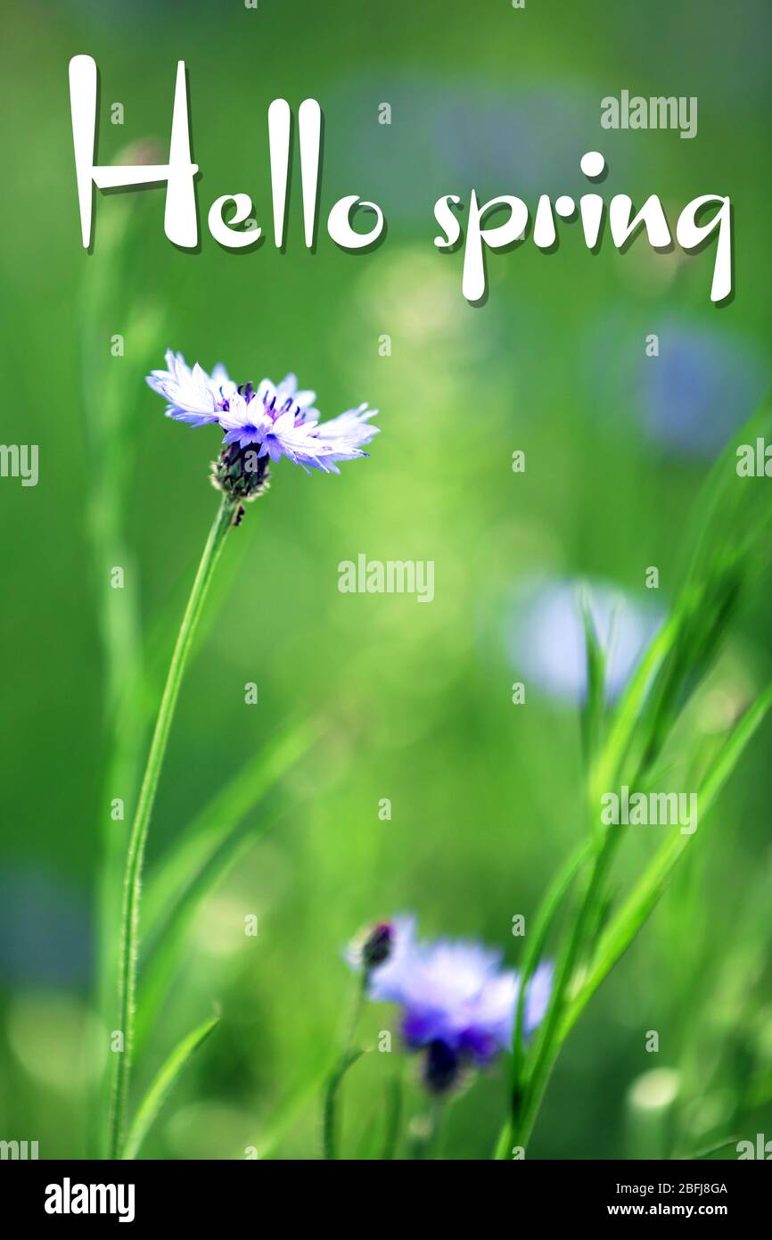 Beautiful cornflowers, outdoors. Hello Spring concept Stock Photo - Alamy