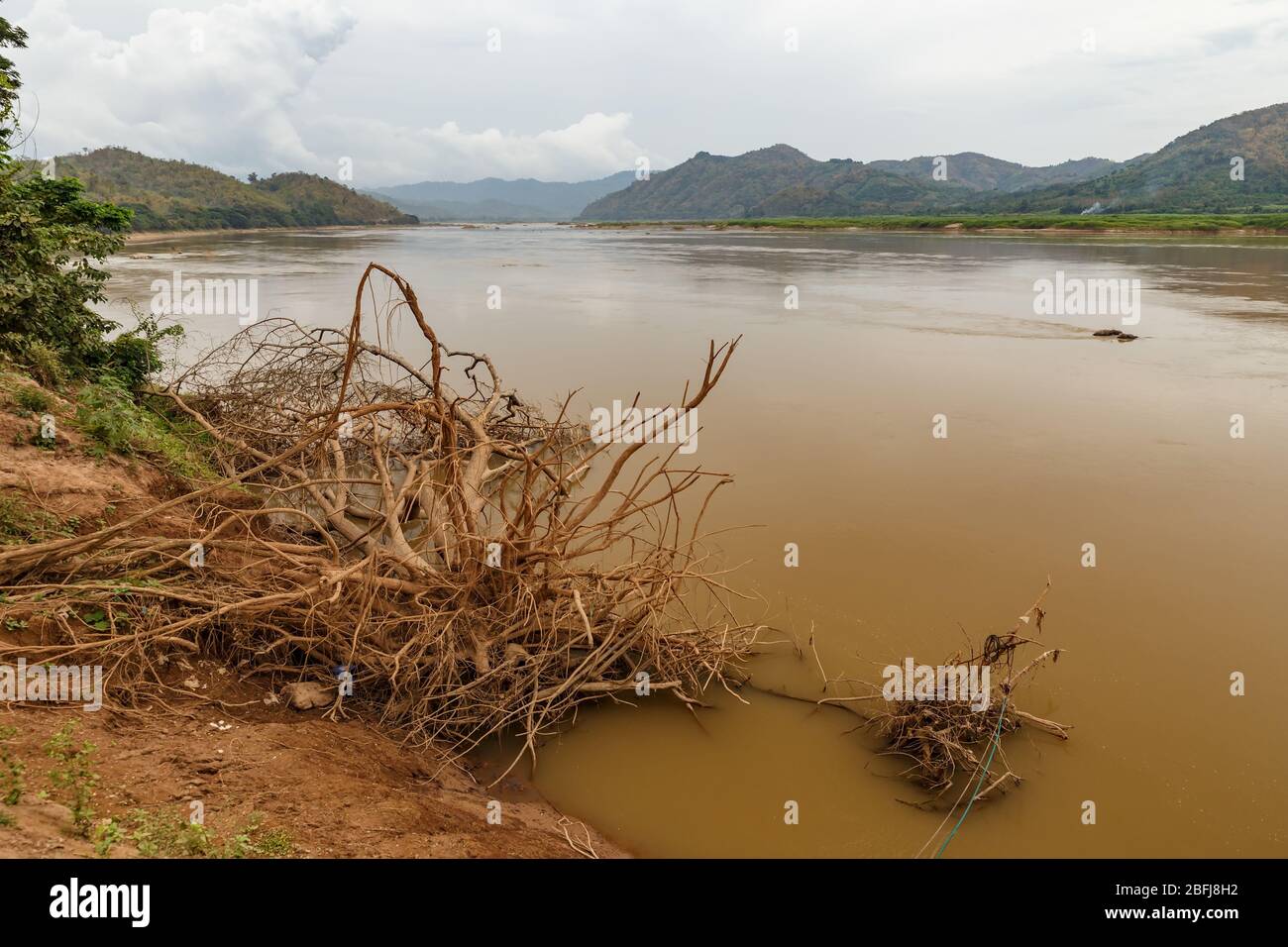 dry tree roots in water, Mekong river, Laos Stock Photo - Alamy