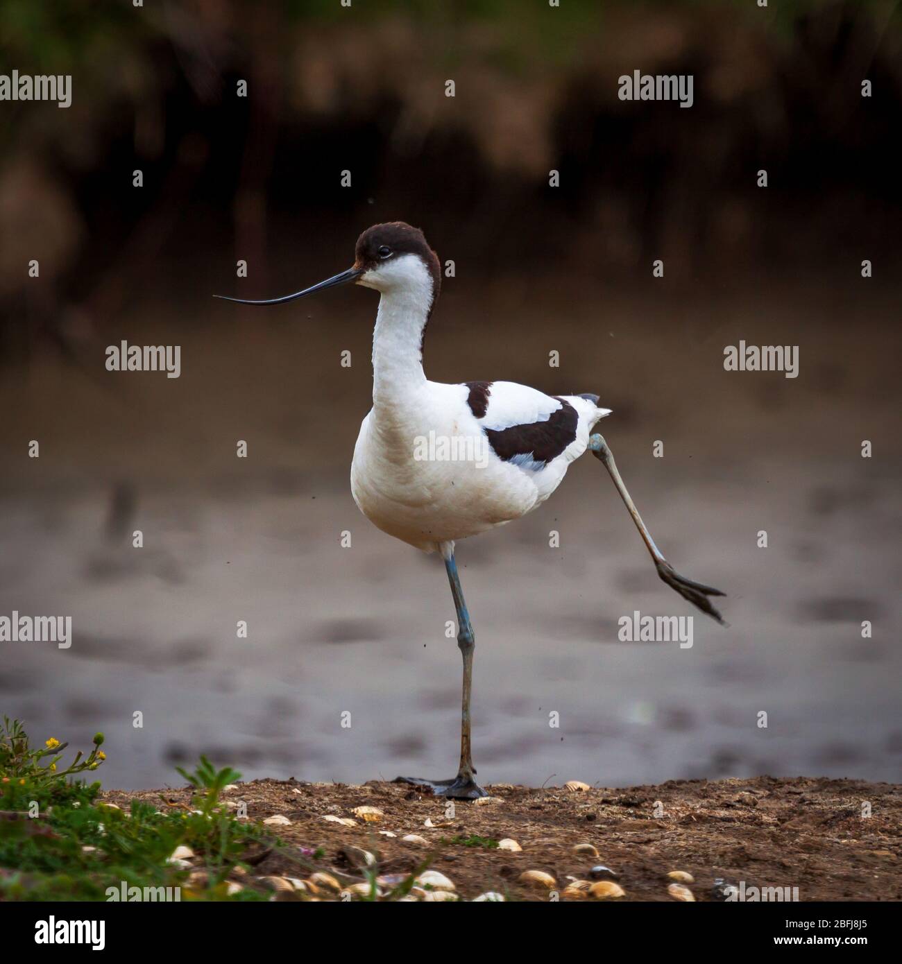 Beautiful Avocet Images UK Stock Photo - Alamy