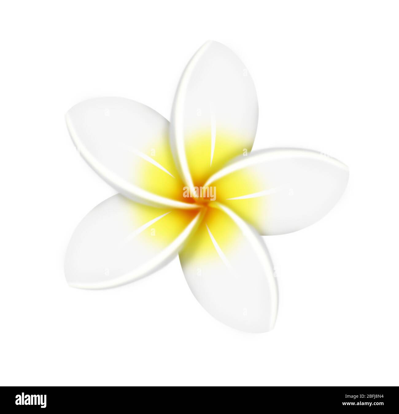 One white frangipani flower isolated white Stock Photo - Alamy