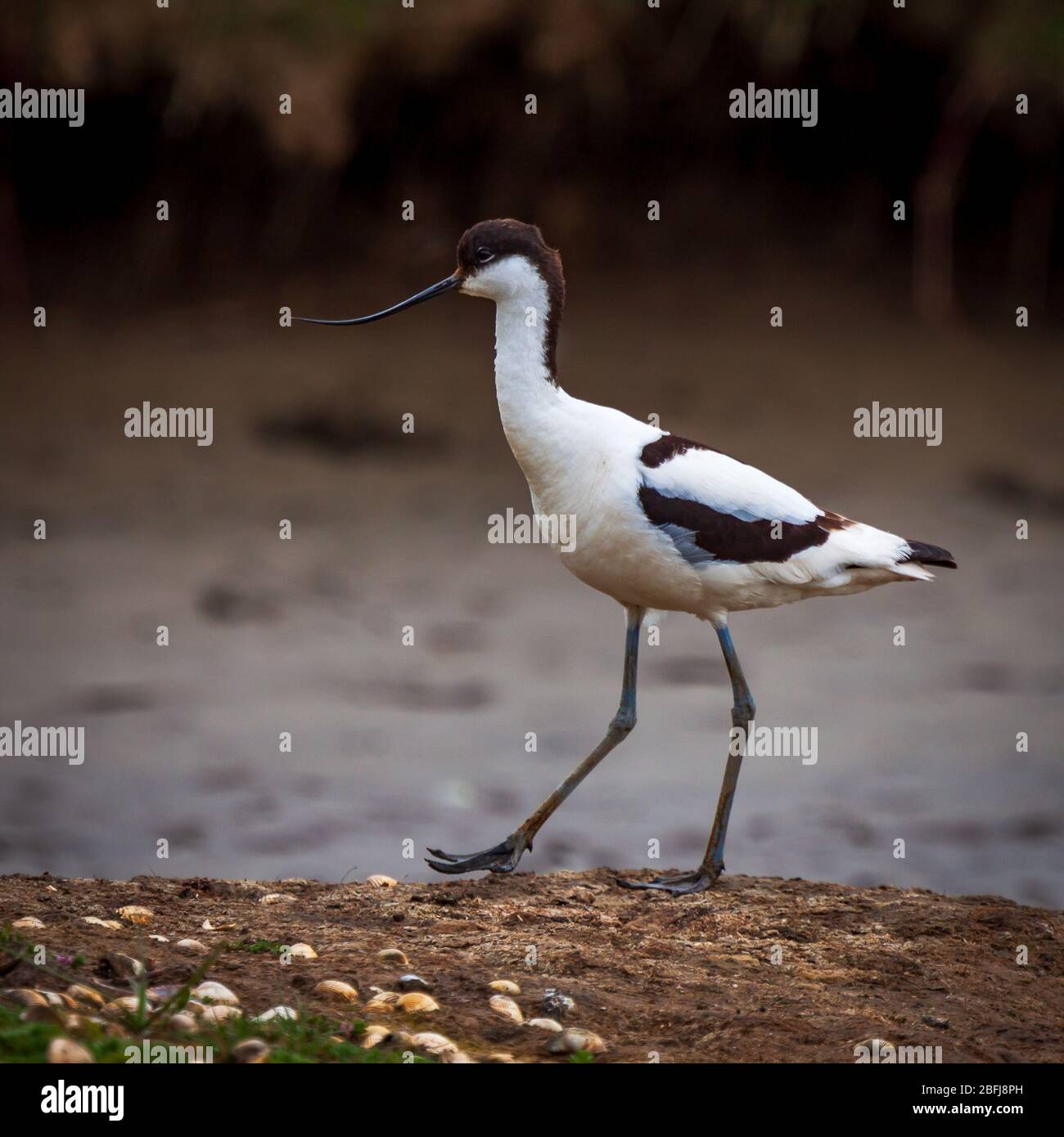 Avocet images hi-res stock photography and images - Alamy