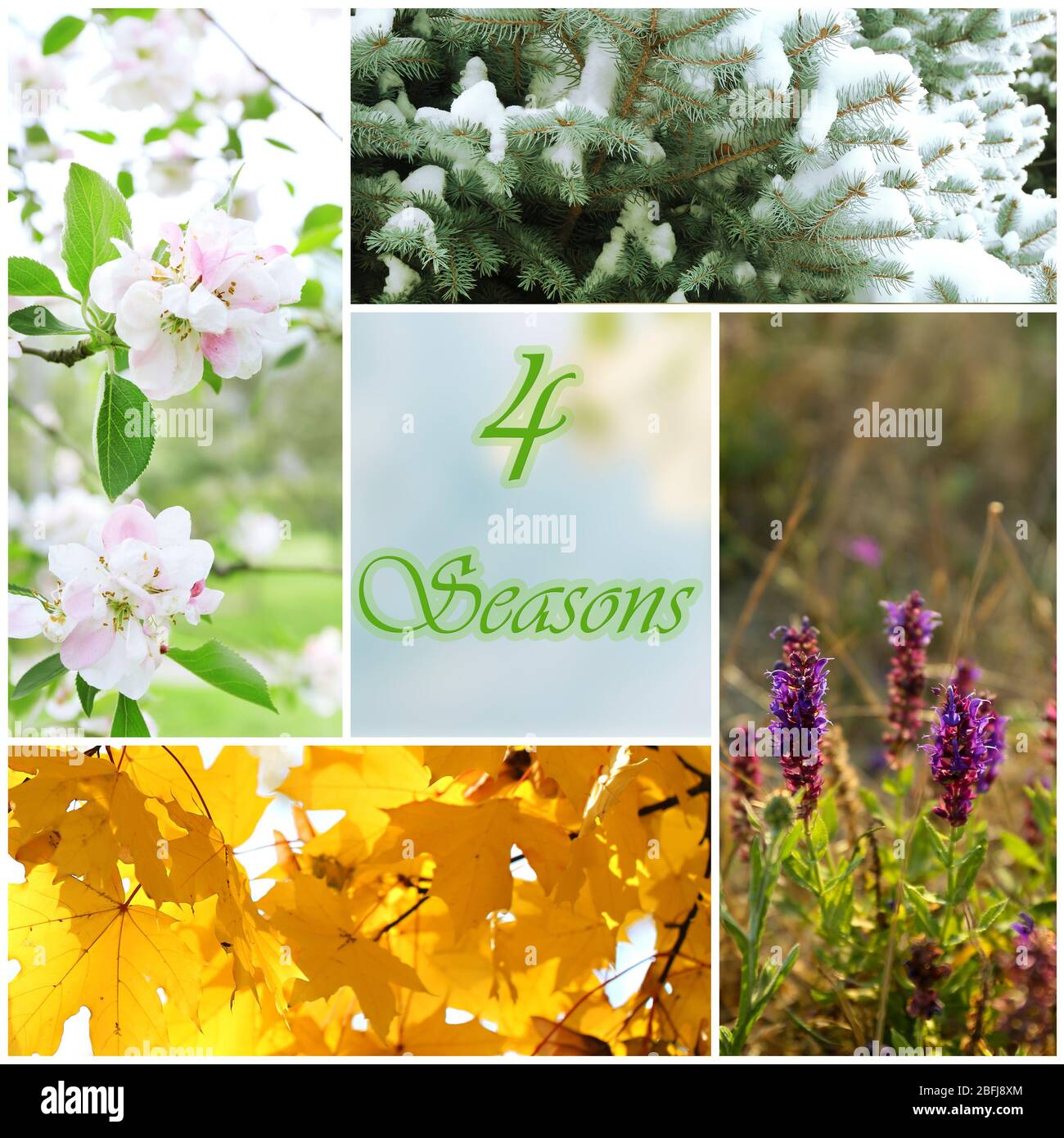 Four seasons collage with space for text: winter, spring, summer ...