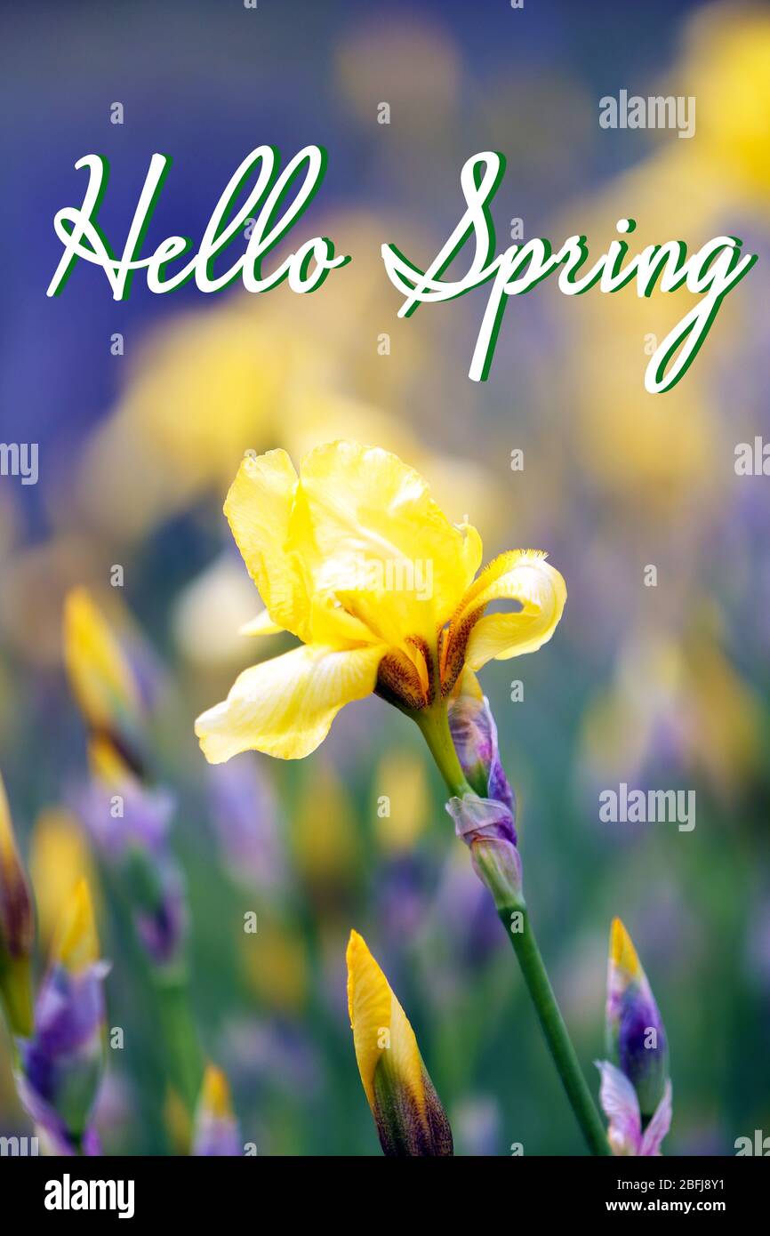 Beautiful iris flowers in garden. Hello Spring concept Stock Photo - Alamy