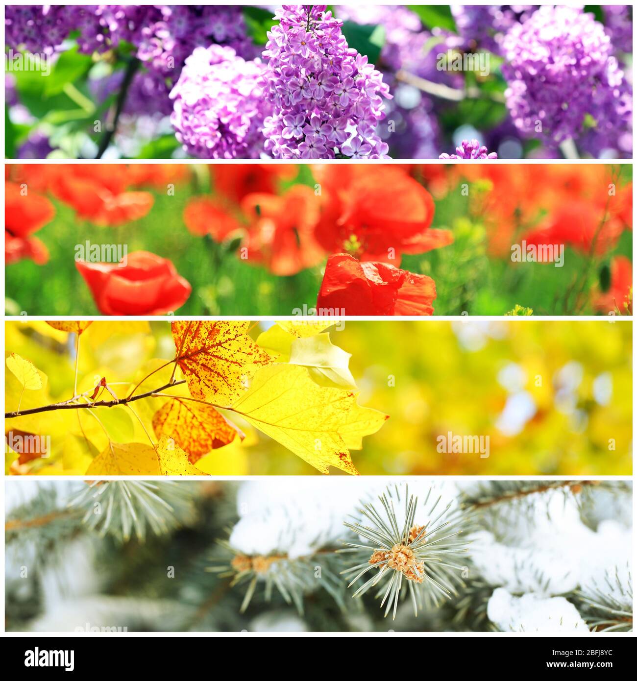 Four seasons collage: winter, spring, summer, autumn Stock Photo - Alamy