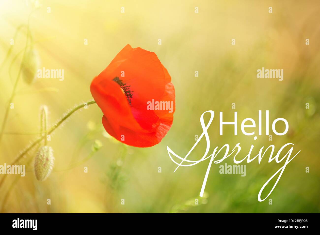 Poppy flower, outdoors. Hello spring concept Stock Photo - Alamy