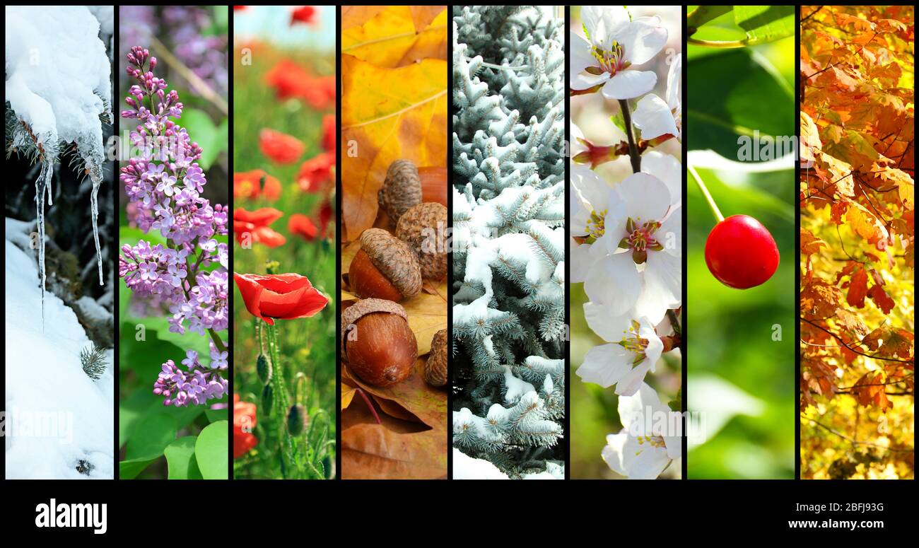 Four seasons collage: winter, spring, summer, autumn Stock Photo - Alamy